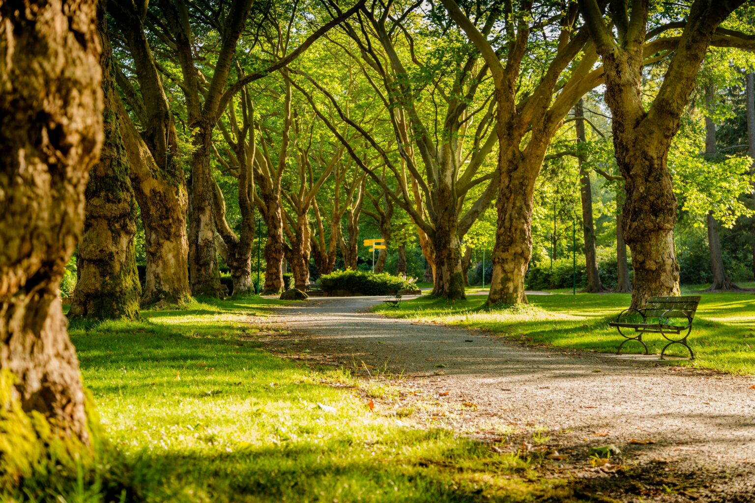10 Must-Visit Parks in Memphis: Unveiling the Natural Gems of the Bluff ...